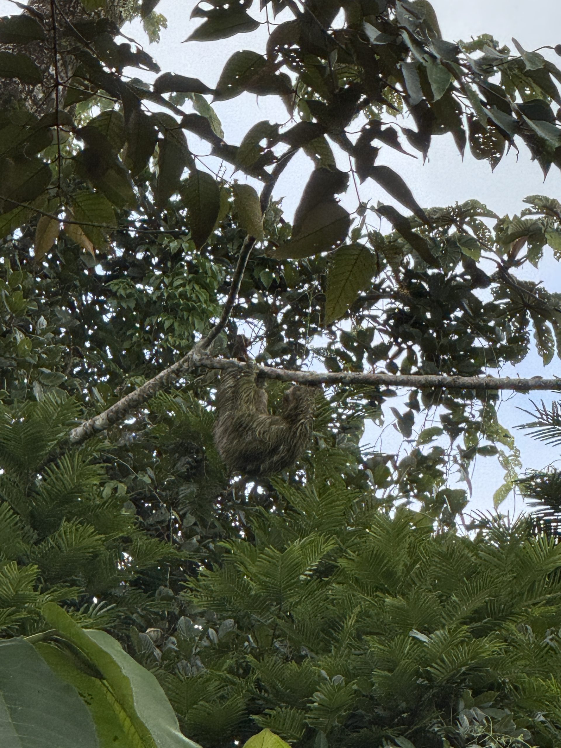 Cu copiii in cautare de lenesi in Costa Rica - Crestem si Calatorim